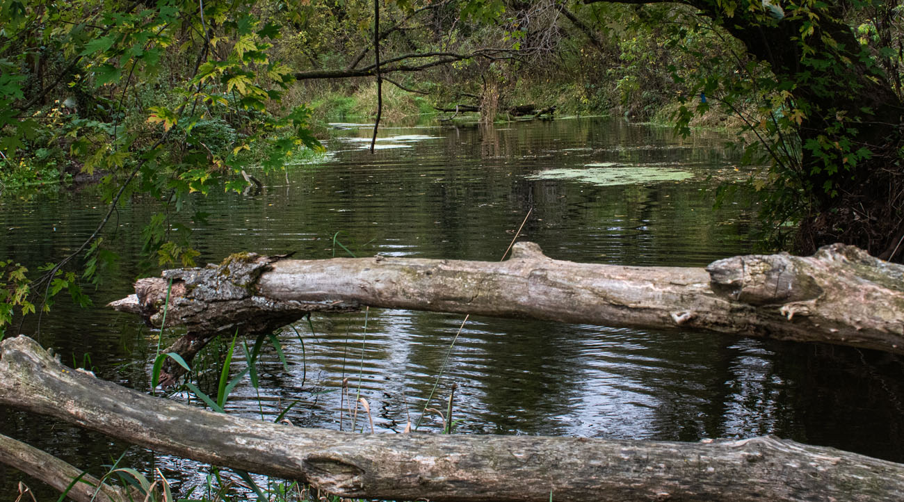 Healthy Stream, Healthy Trout - Root River Current