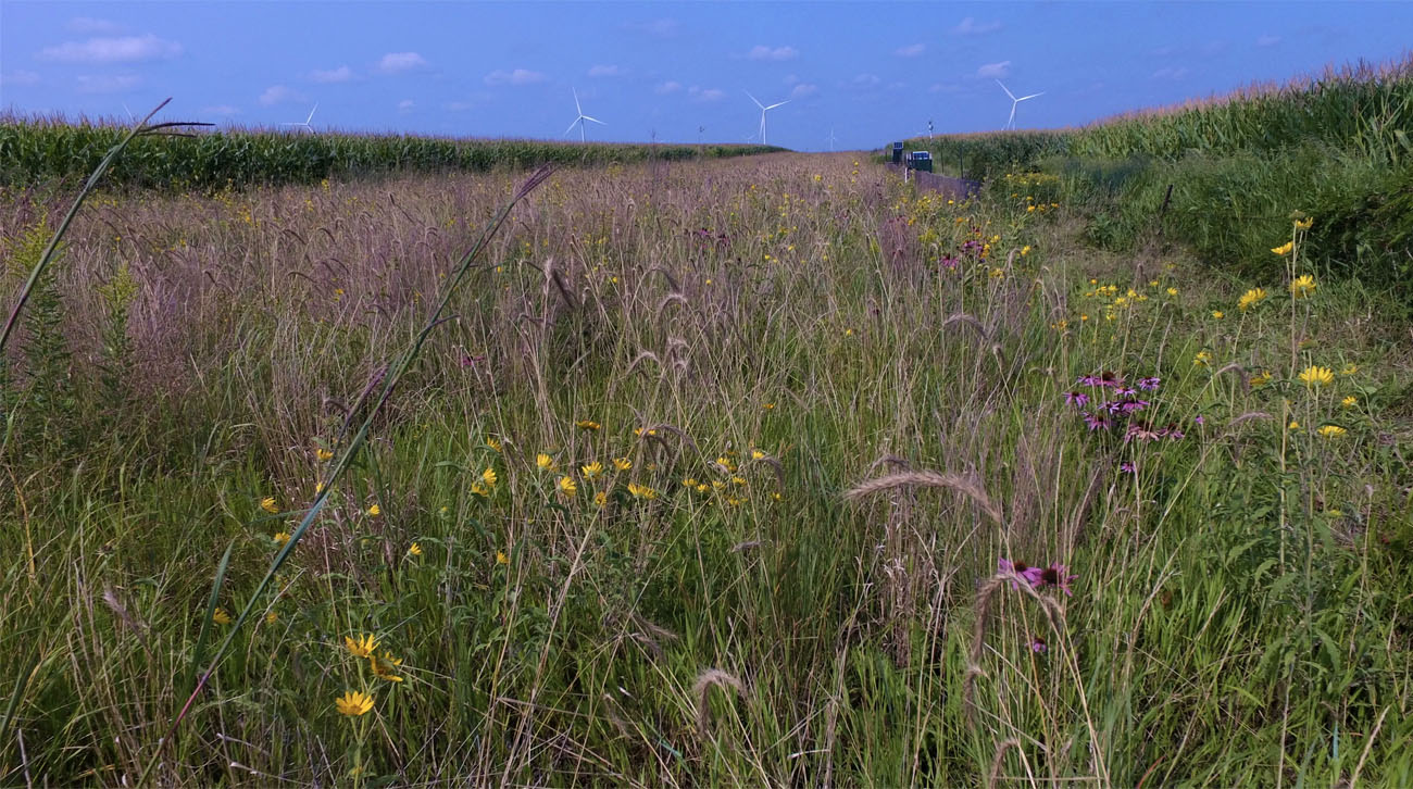 Prairie Strips: Small Investment, Big Benefits - Root River Current