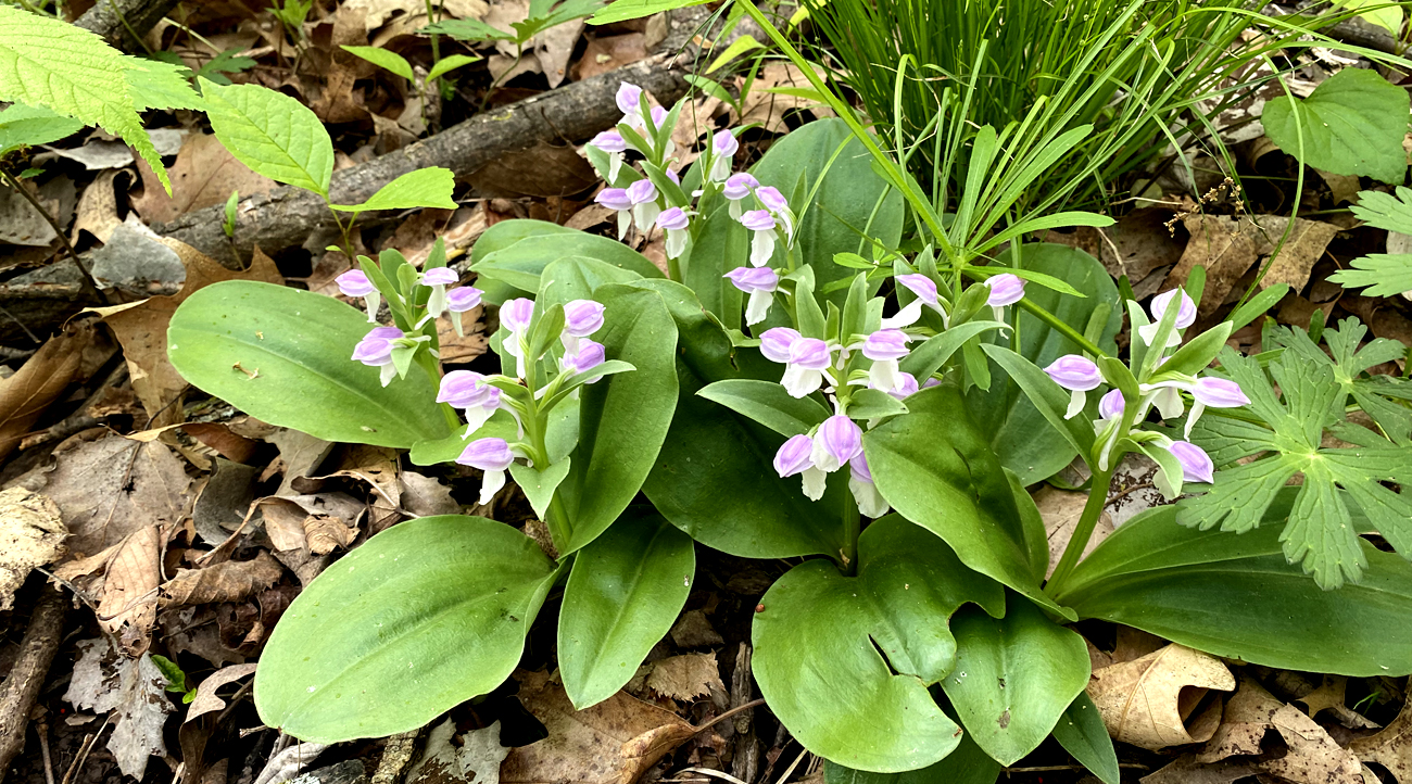 Ephemeral Wildflowers Blanket The Woods — Quick, Look Now! - Root River ...