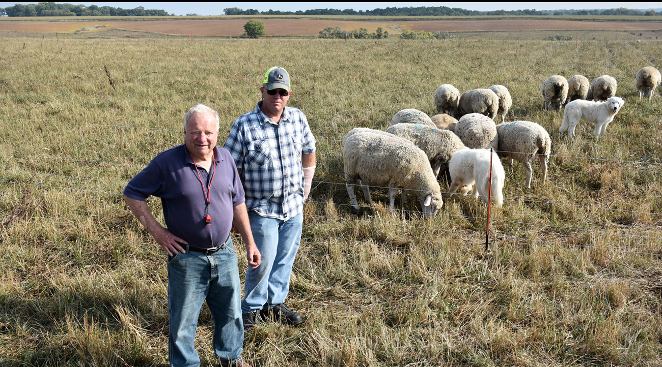 Area Sheep Producer Boosts Productivity with Rotational Grazing - Root ...
