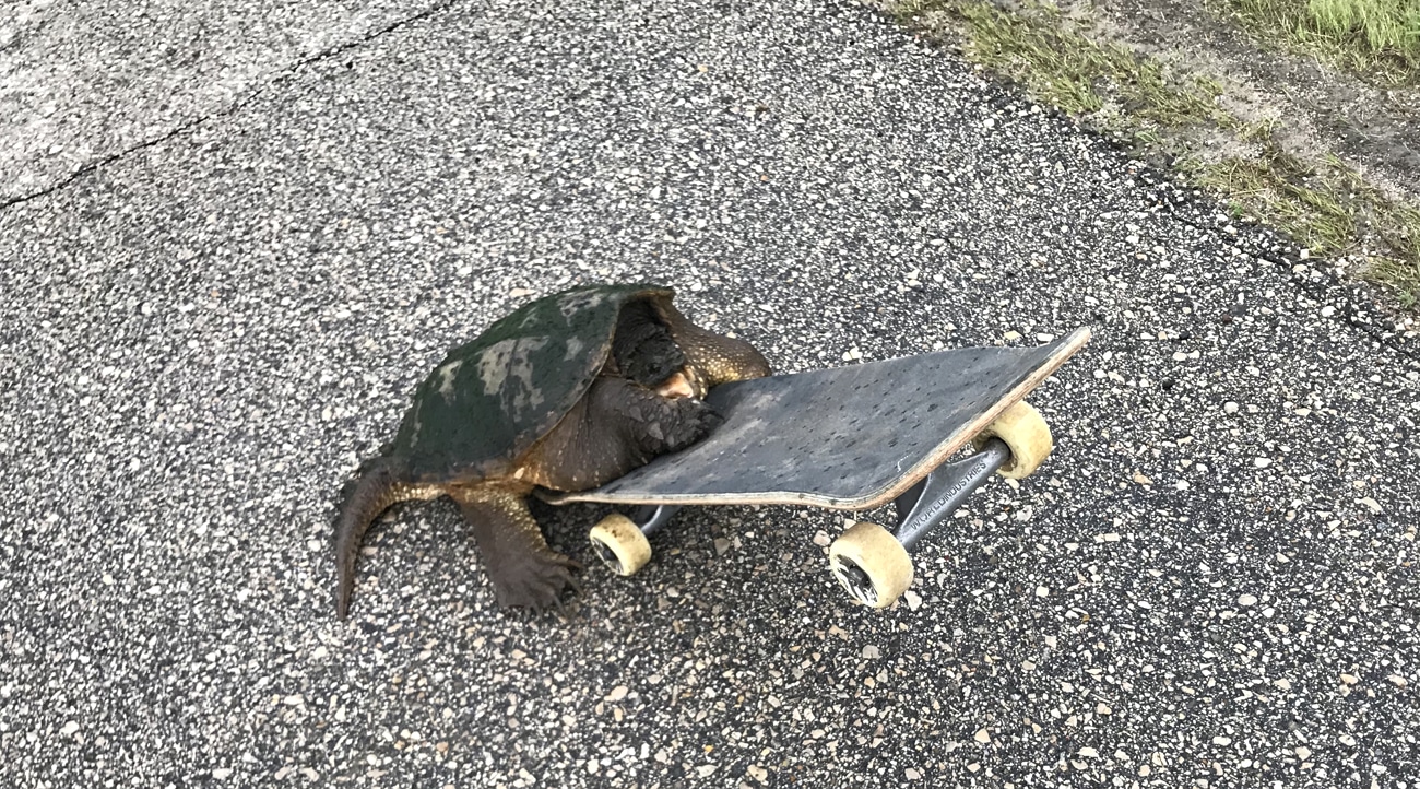 Root River Diary | How Did the Turtle Cross the Road? - Root River Current