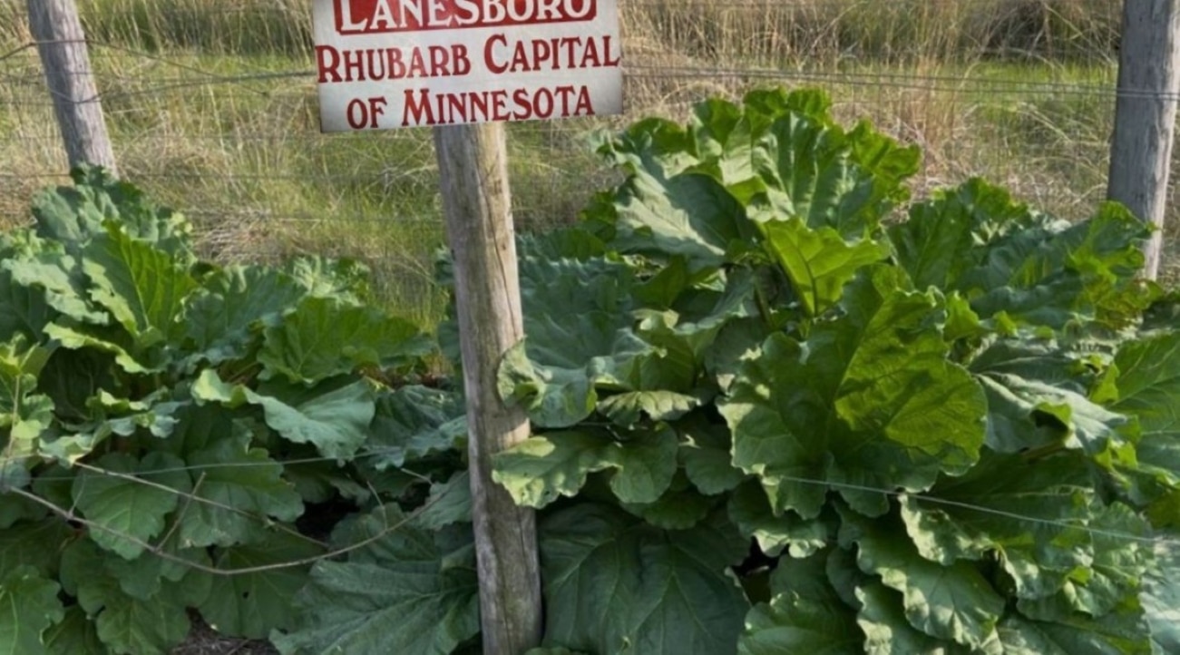 Poetry | Come Spring, Rhubarb Takes the Stage - Root River Current