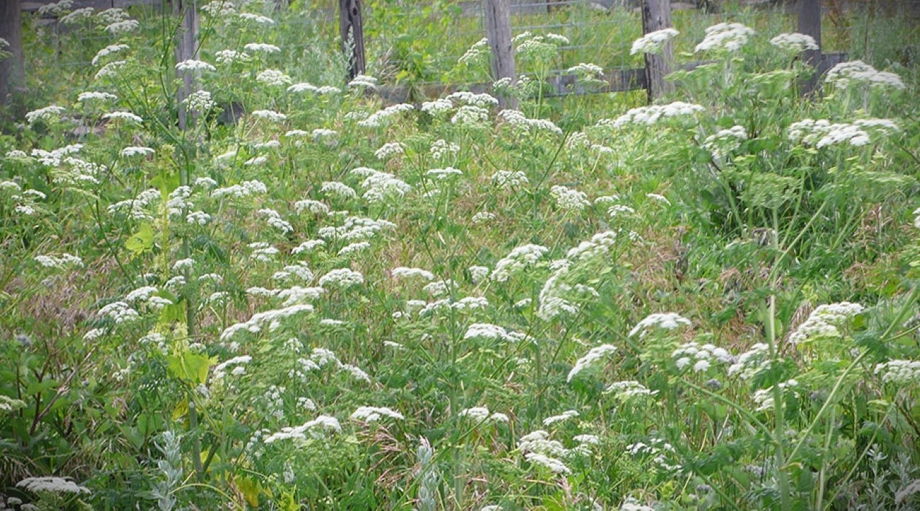 ‘Highly toxic’ hemlock widespread in Upper Midwest - Root River Current