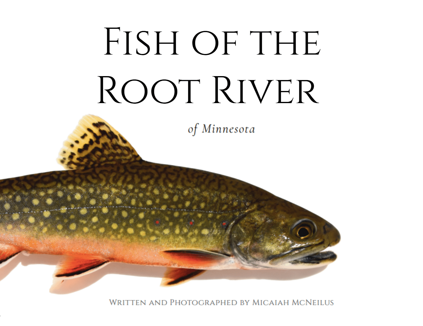 Through the Lens: Exploring Fish of the Root River - Root River Current